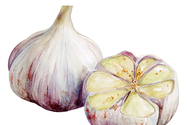 Allicin Explained: Garlic Extracts, Gut and Immune Health